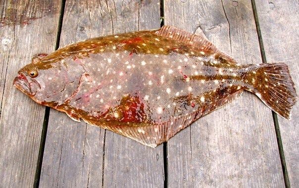 Summer Fluke Fishing in Block Island